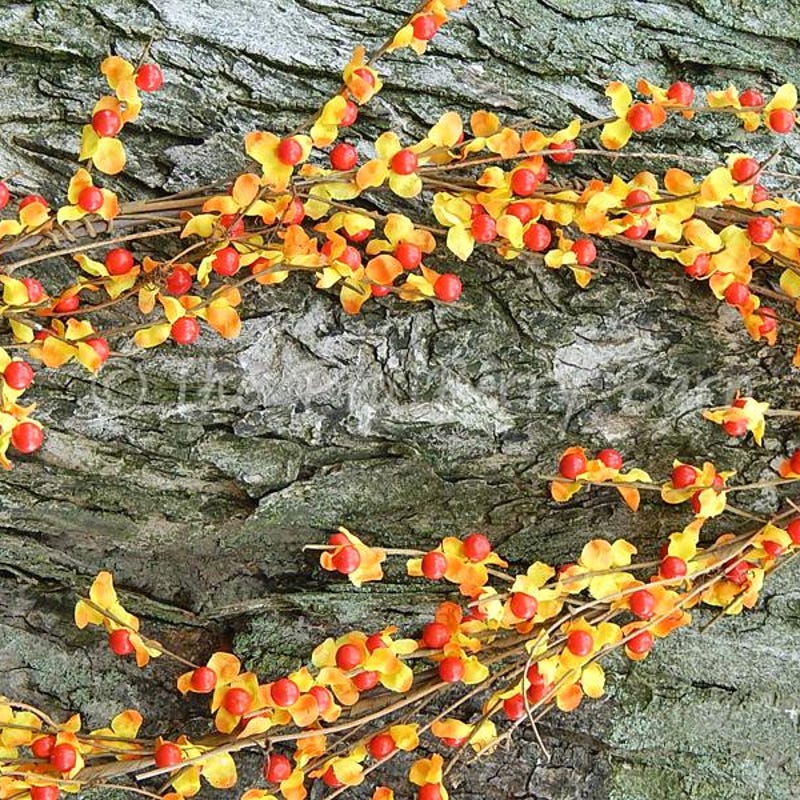 Bittersweet Garland - Etsy