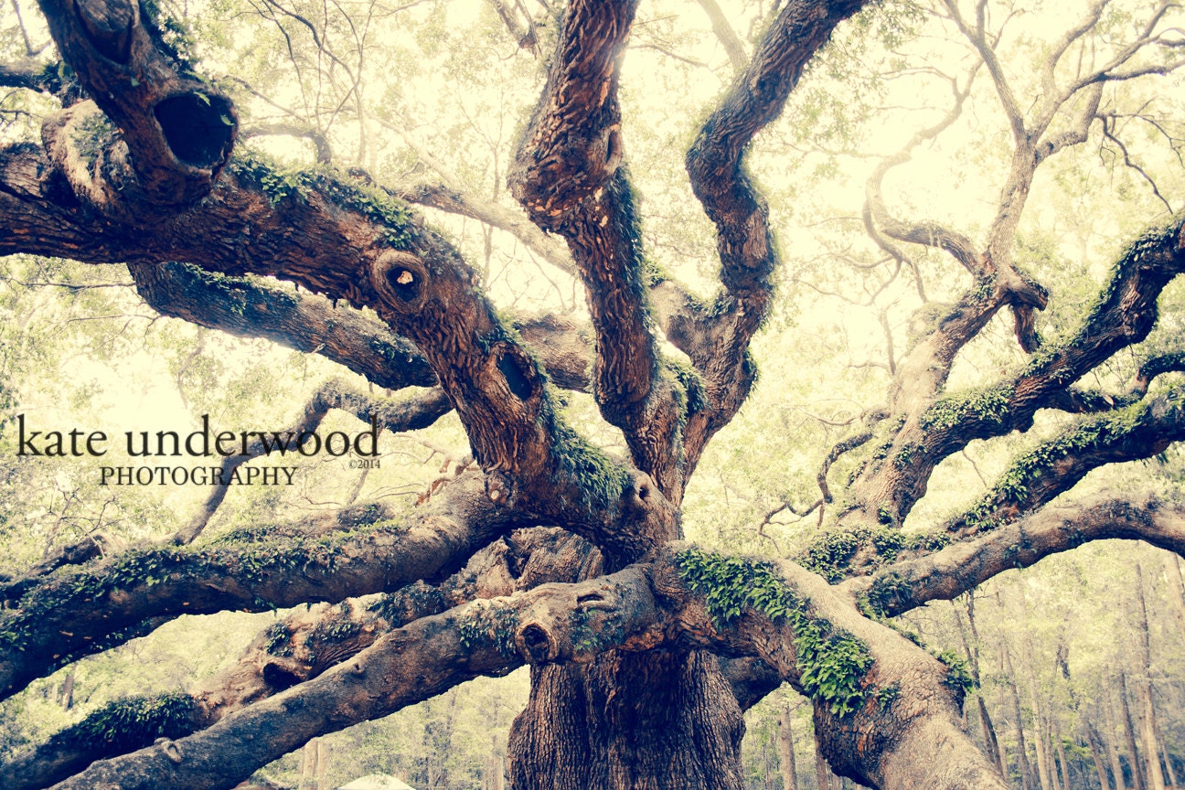 Angel Oak Angel Oak Print Live Oak Photo Angel Oak | Etsy