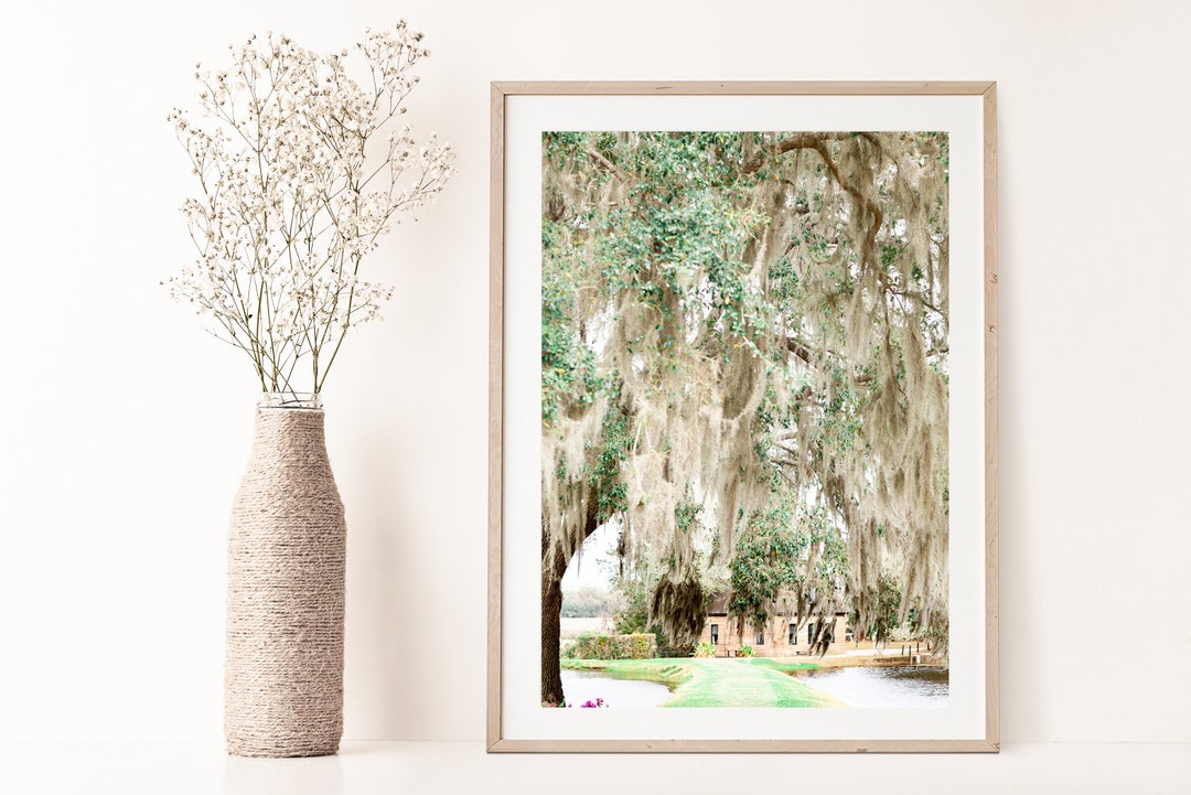 Charleston SC, Live Oak Print, Lowcountry Decor, Middleton Place ...
