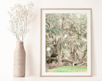 Charleston SC Live Oak Print Lowcountry Decor Middleton - Etsy