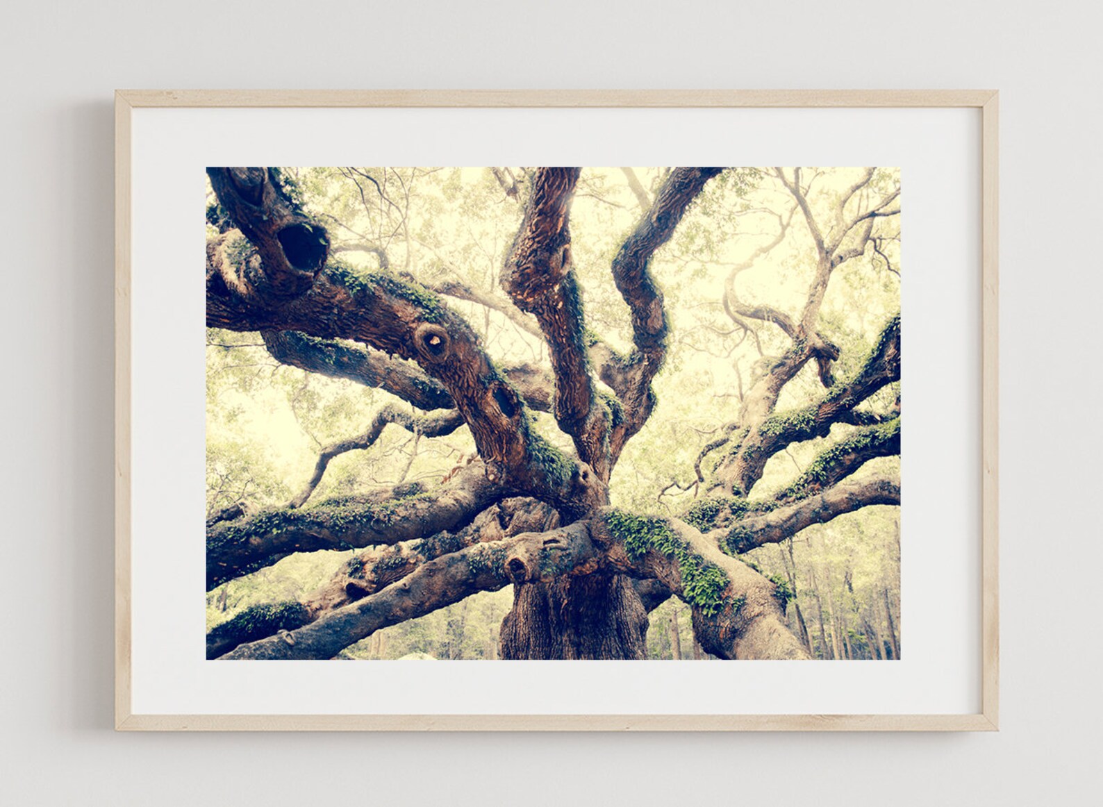 Angel Oak Angel Oak Print Live Oak Photo Angel Oak - Etsy