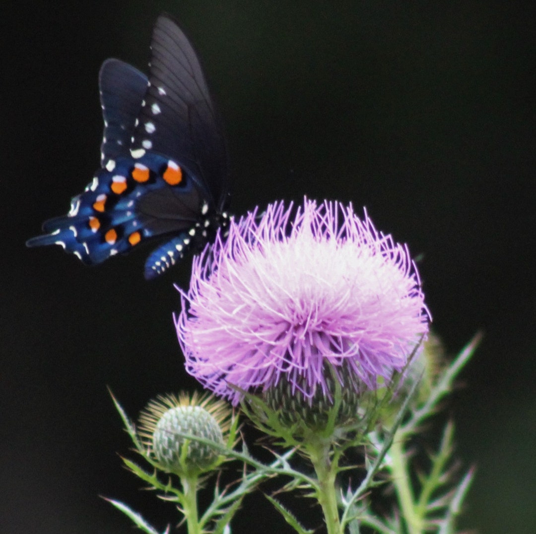 Purple Admiral Butterfly on Purple Thistle - Etsy