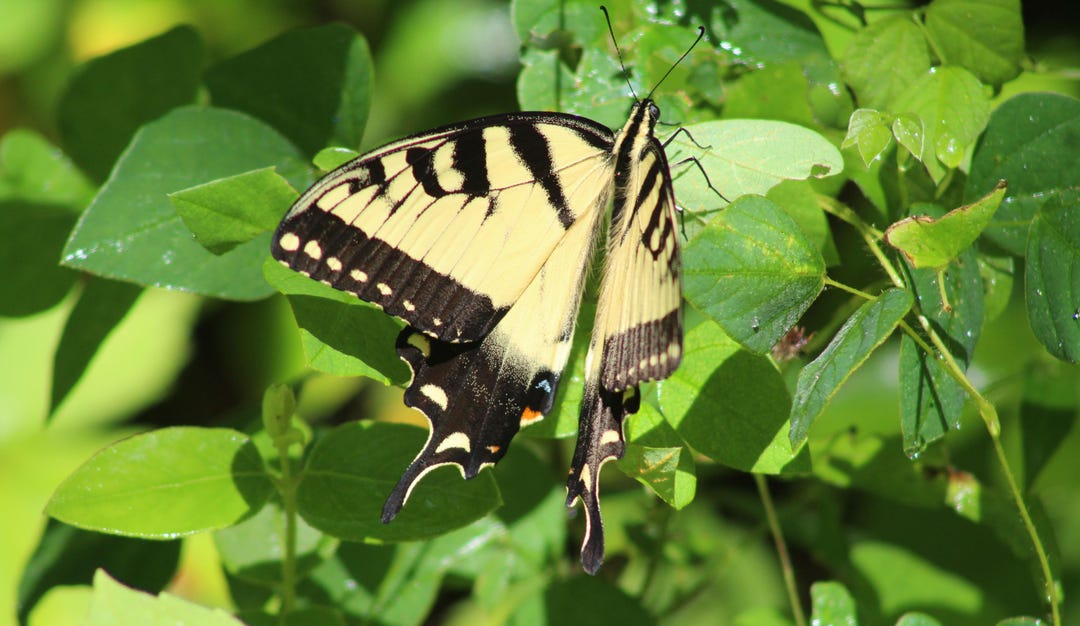 Eastern Tiger Swallowtail - Etsy