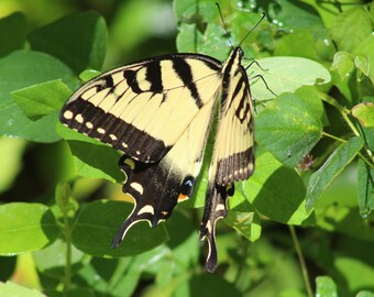 Eastern Tiger Swallowtail Square Stitch Bead Pattern - Etsy