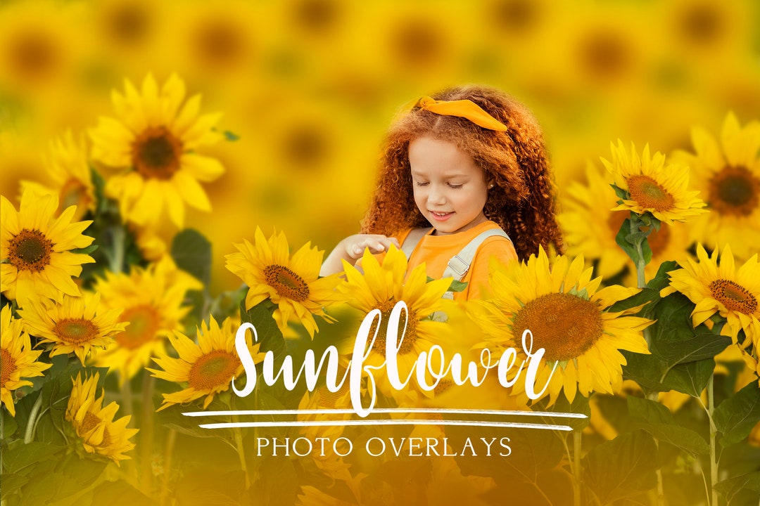 Sunflower Photo Overlays, Summer Photo Overlays - Etsy Canada
