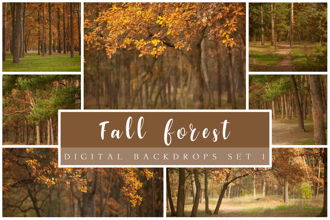 Fall Forest Digital Backdrops Set 1 Autumn Digital Backdrops - Etsy