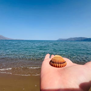 Cockle Sea Shells From Greek Beaches 60 Pcs Natural Art Decor Craft ...