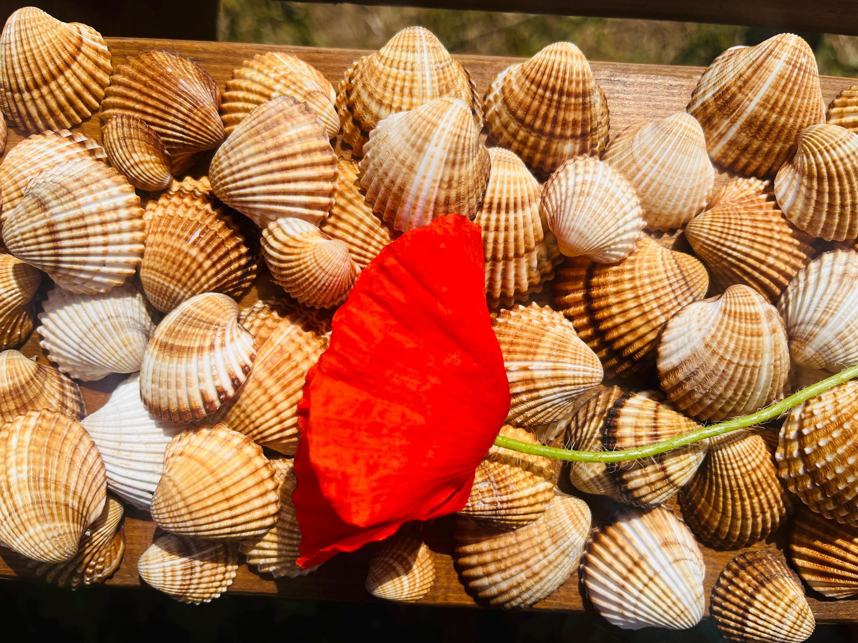 Cockle Sea Shells From Greek Beaches 60 Pcs Natural Art Decor Craft ...