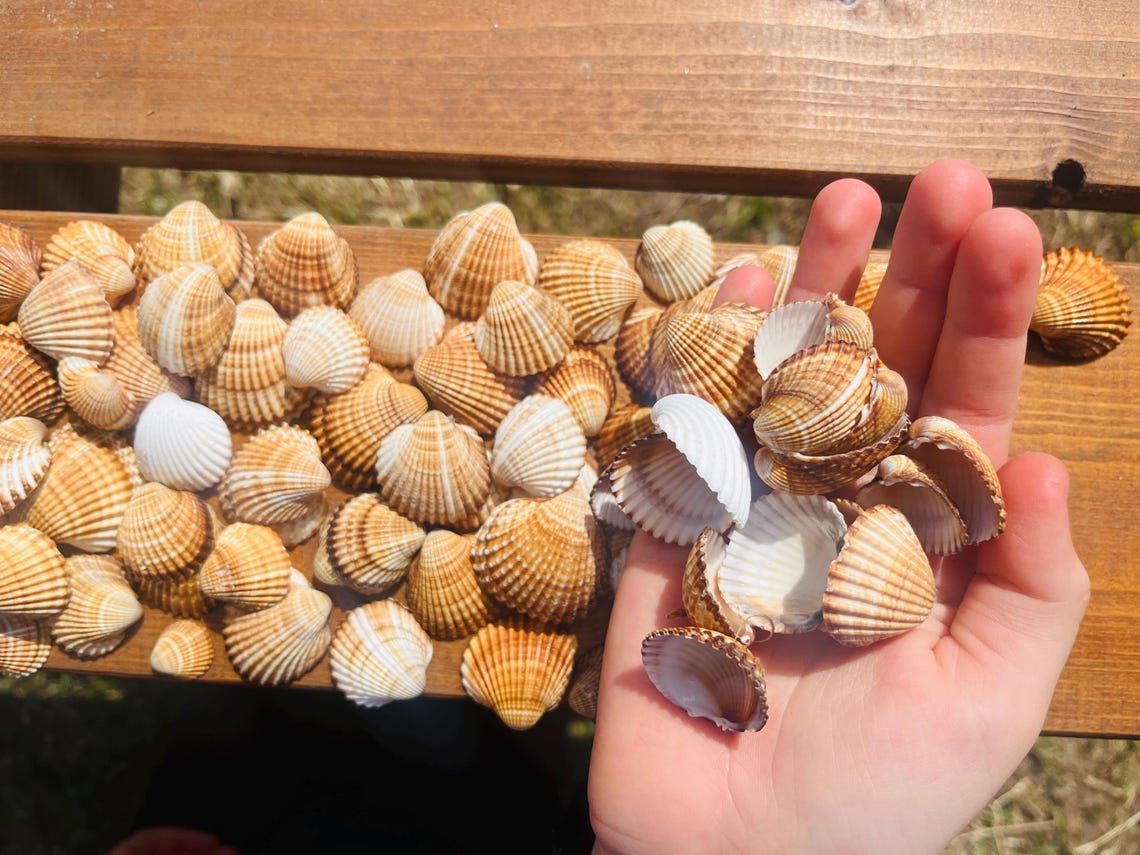 Cockle Sea Shells From Greek Beaches 60 Pcs Natural Art Decor Craft ...