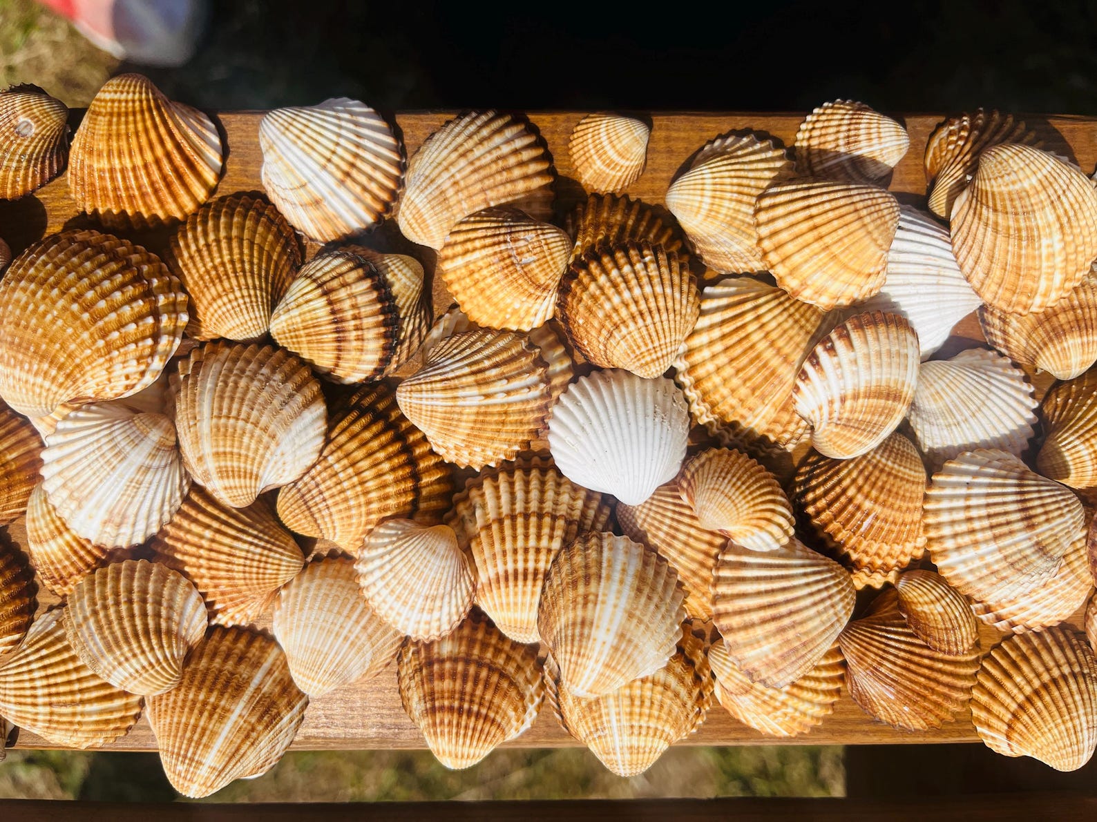 Cockle Sea Shells From Greek Beaches 60 Pcs Natural Art Decor Craft ...