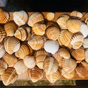 Cockle Sea Shells From Greek Beaches 60 Pcs Natural Art Decor Craft ...