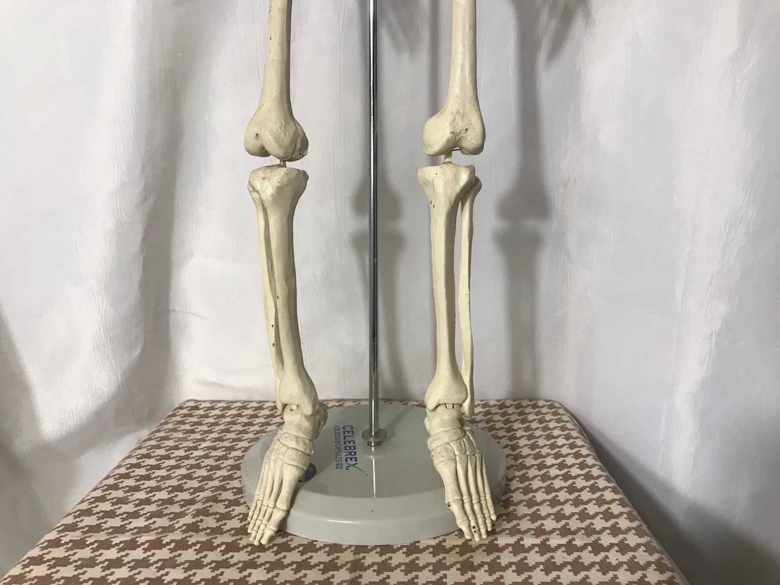 Human Anatomy Skeleton Model With Stand by Celebrex Medical | Etsy