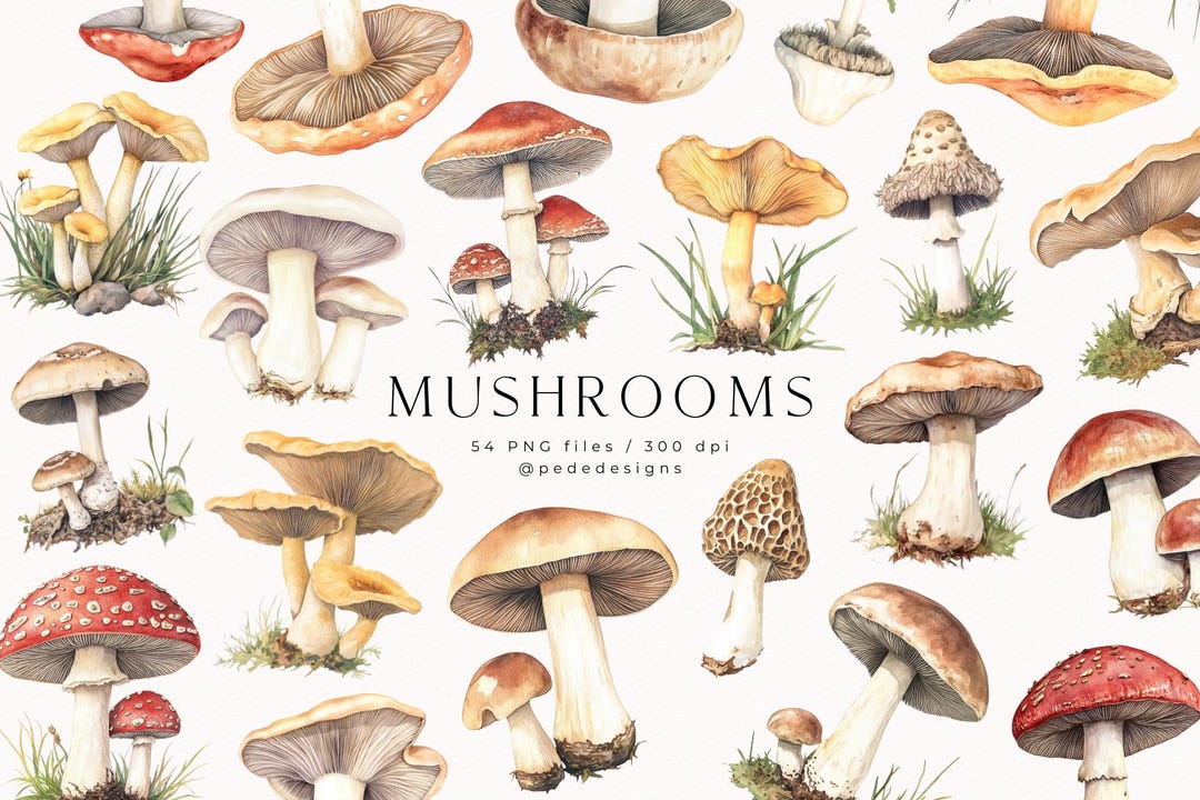 Mushrooms Clipart, Watercolor Woodland Clipart, Wild Mushrooms Png ...