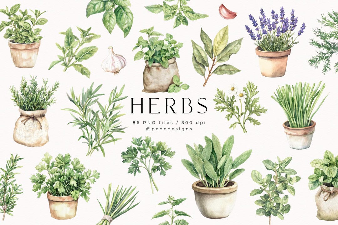 Herbs Clipart, Watercolor Fresh Herbs Clipart, Gardening Png, Vege ...
