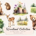 Watercolor Woodland Clip Art, Woodland Animals, Forest Animals, Nursery ...