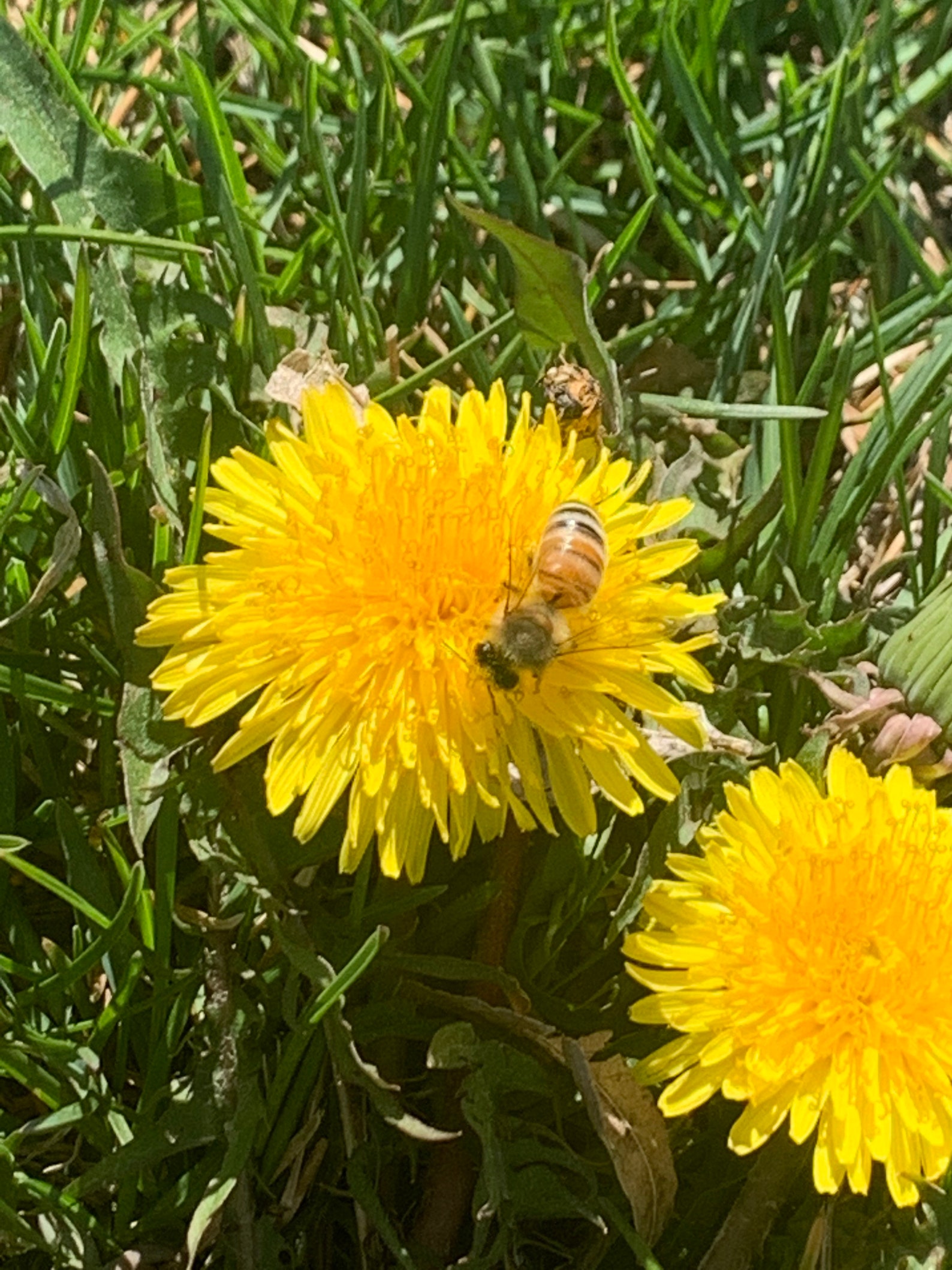 XL Bee Sign, Bee-ware, Honey Bee Sign, Large Dandelion Decoration, or ...