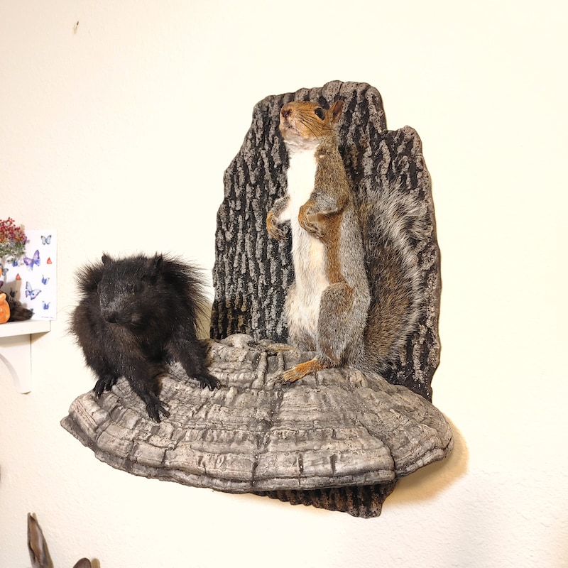 Taxidermy Squirrel - Etsy
