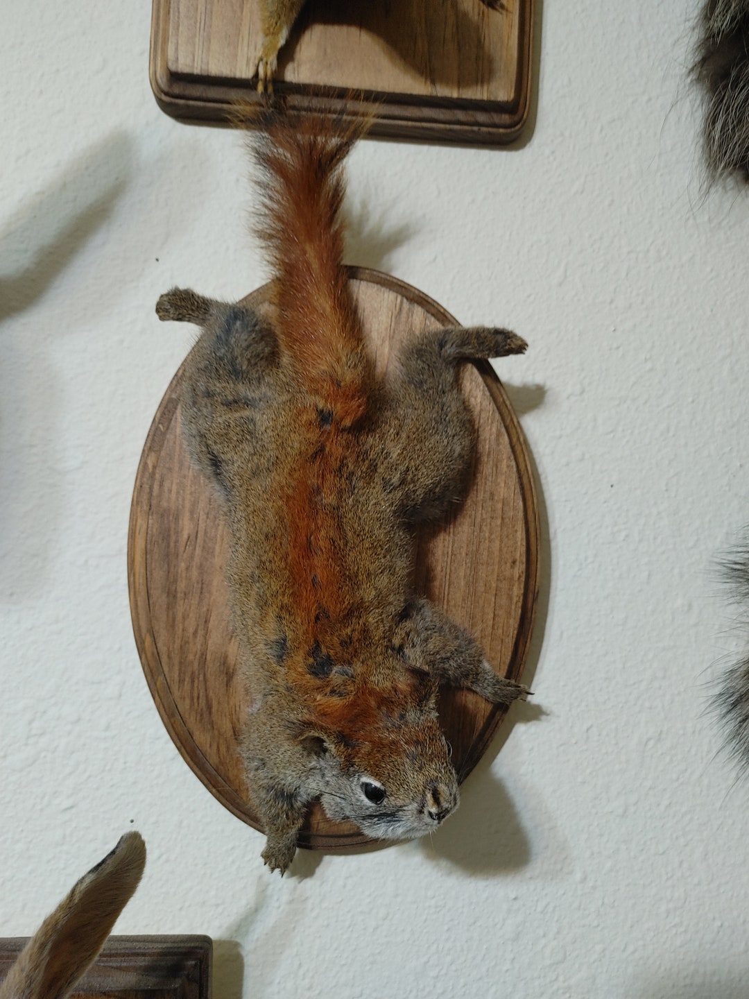Red Squirrel Taxidermy Lifesize Mount Taxidermy Mount, Taxidermy Animal ...
