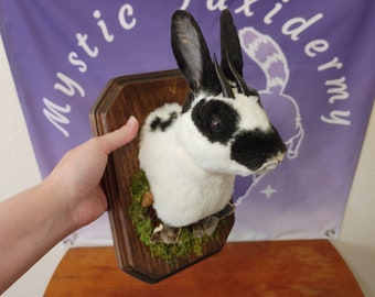Rabbit Shoulder Mount - Etsy