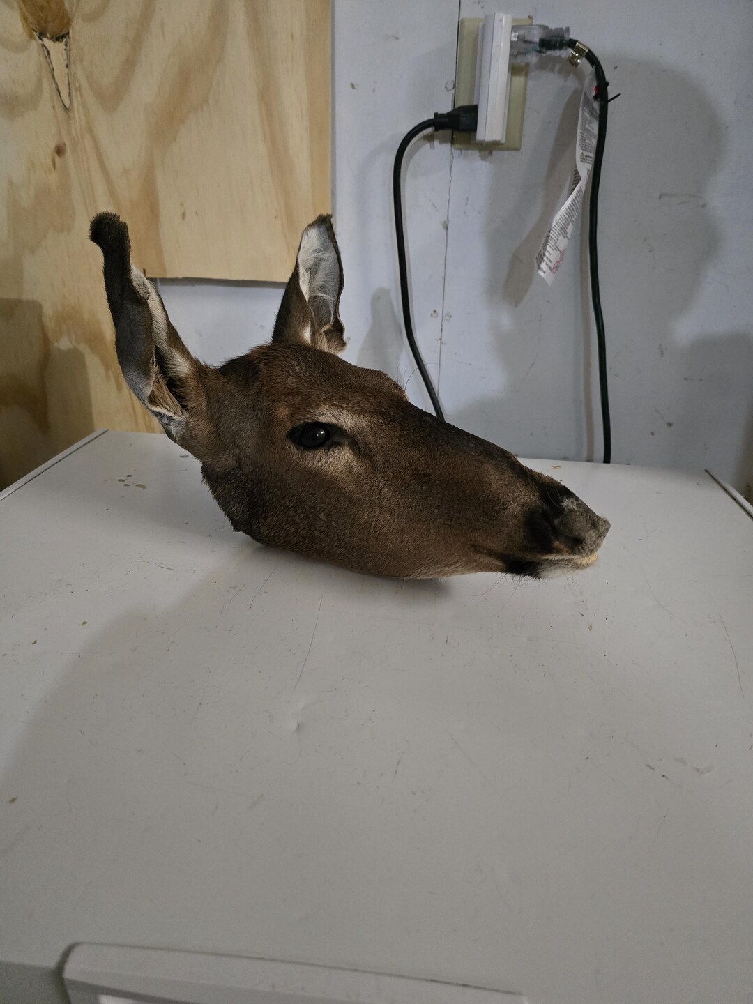 Mummified Doe Head Taxidermy Deer, Deer Antlers, Taxidermy Craft ...