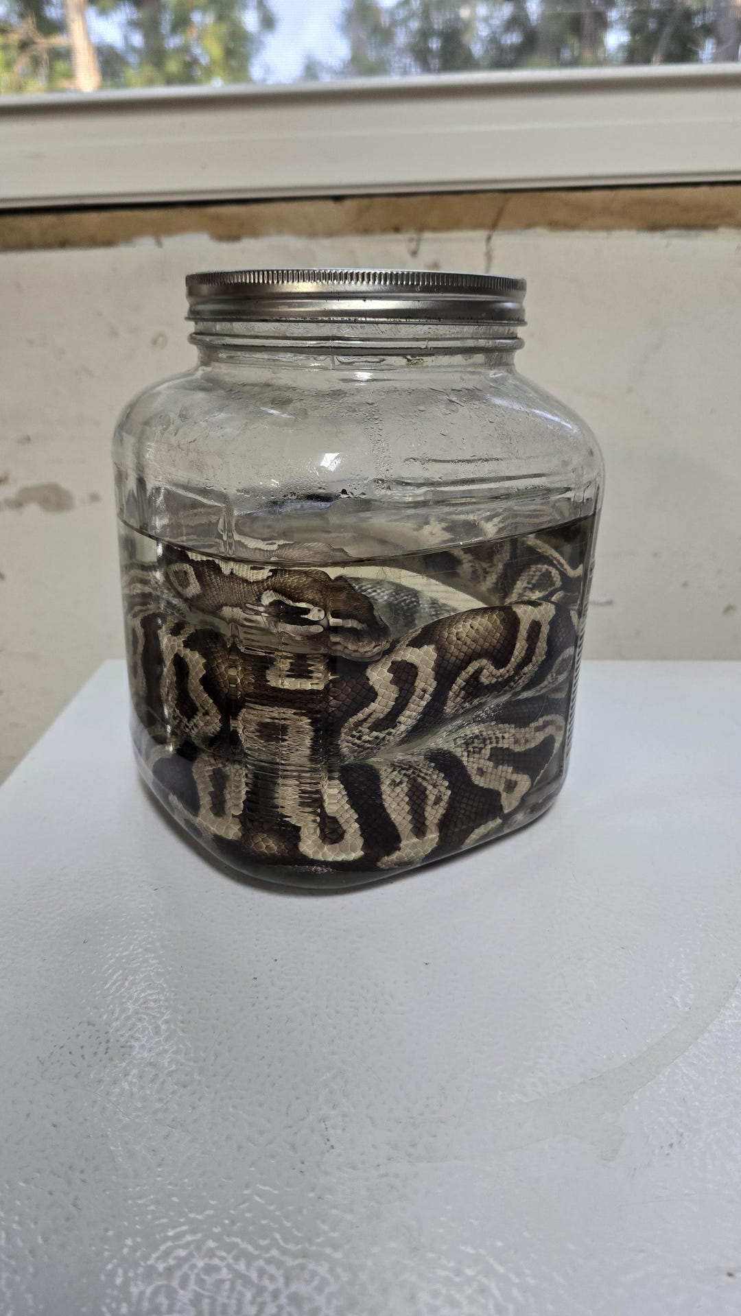 XL Wet Specimen Ball Python Snake (no Jar) - Taxidermy Snake, Reptile ...