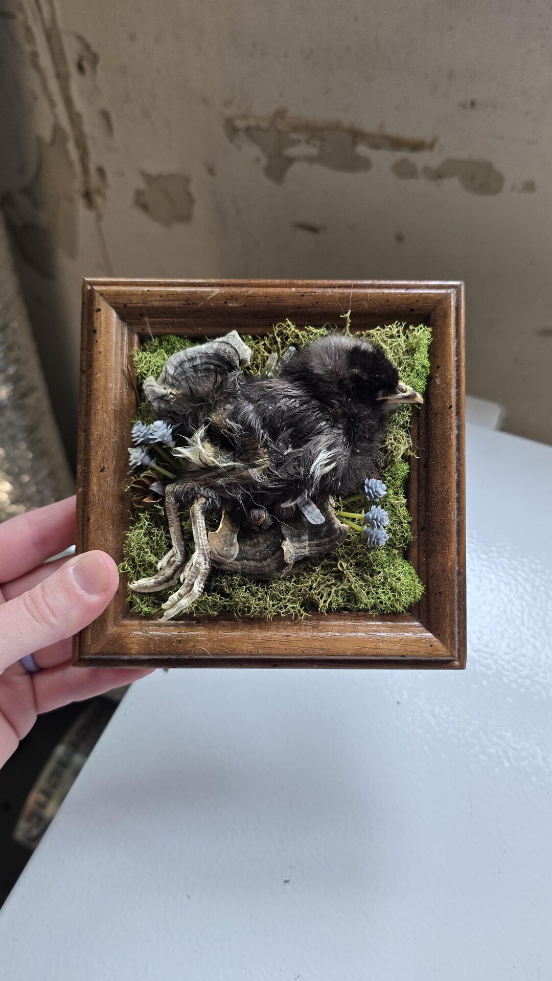 Mummified Chick Wall Hanging Frame - Taxidermy Chicken, Animal Bones ...