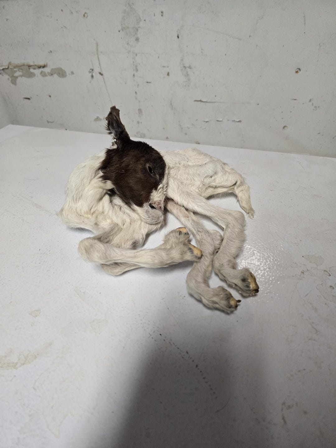 Mummified Baby Goat - Taxidermy Sheep, Deer Antlers, Taxidermy Craft ...