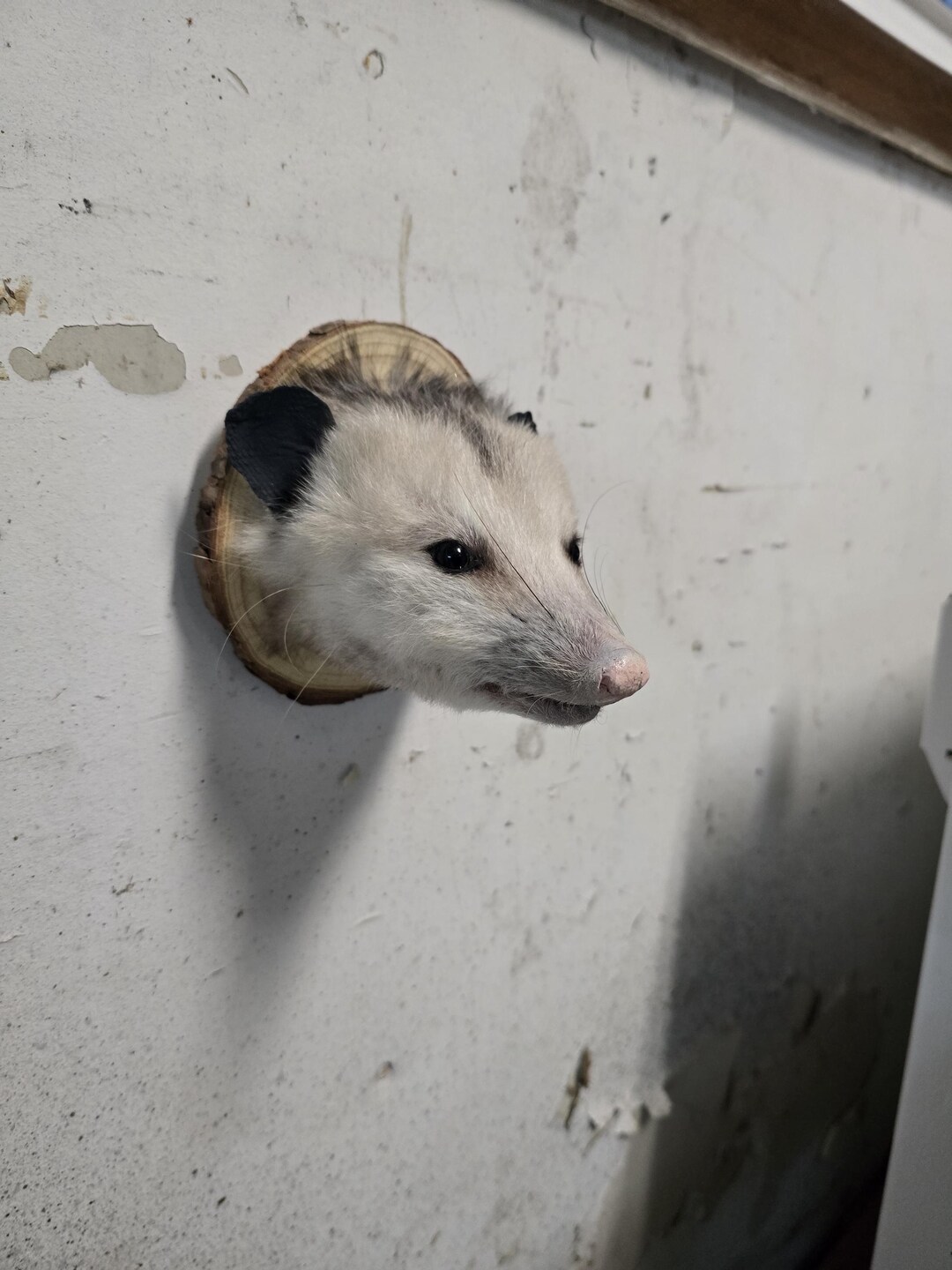 Possum Taxidermy Head Mount Taxidermy Mount, Taxidermy Animal, Stuffed ...