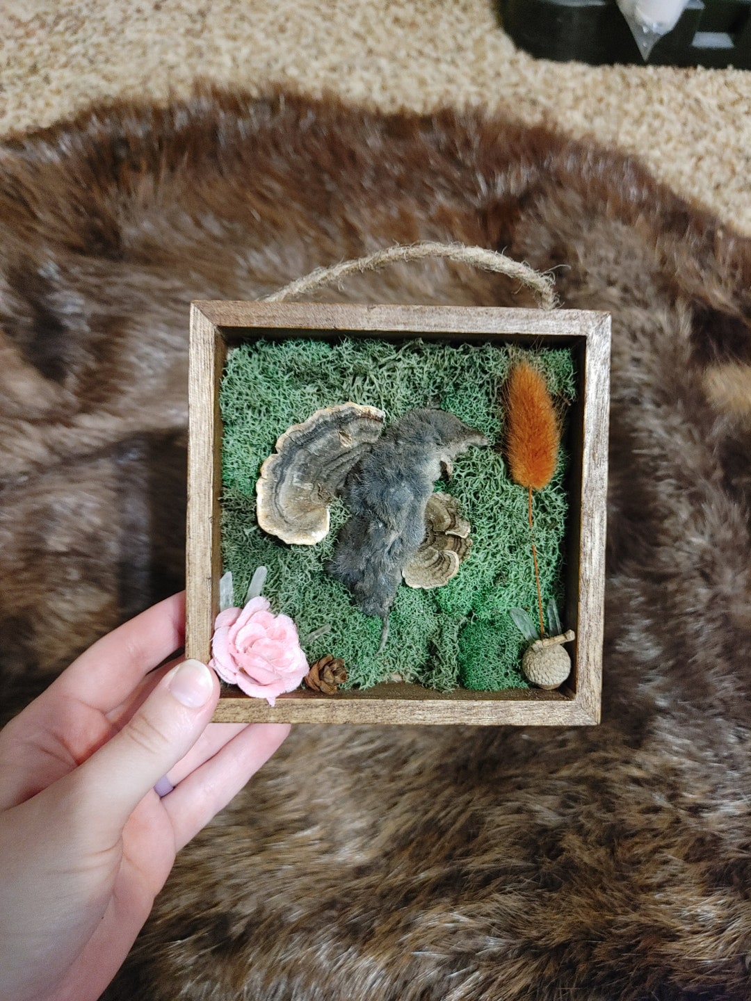 Shrew Wall Hanging Shadow Box - Taxidermy Shrew, Animal Bones, Shrew ...