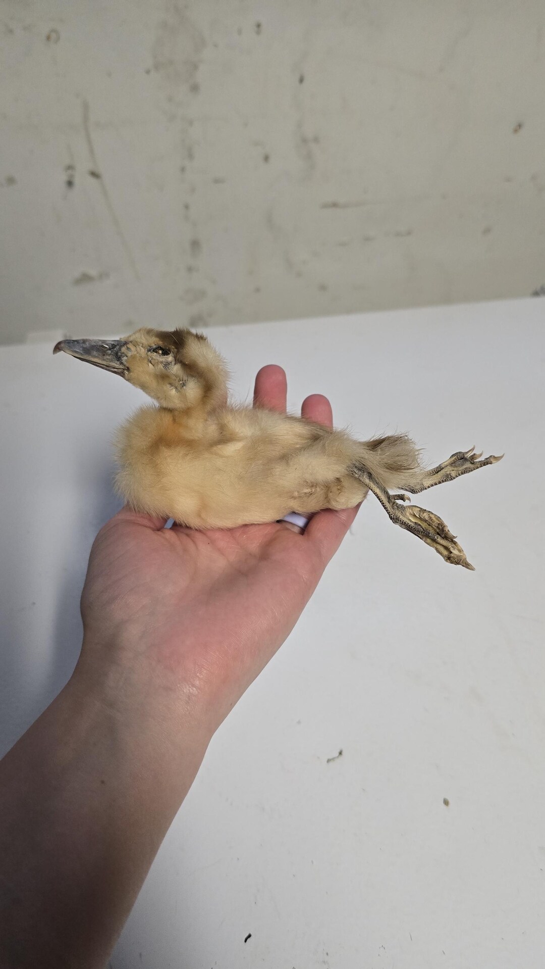 Mummified Duckling - Taxidermy Duck, Deer Antlers, Taxidermy Craft ...