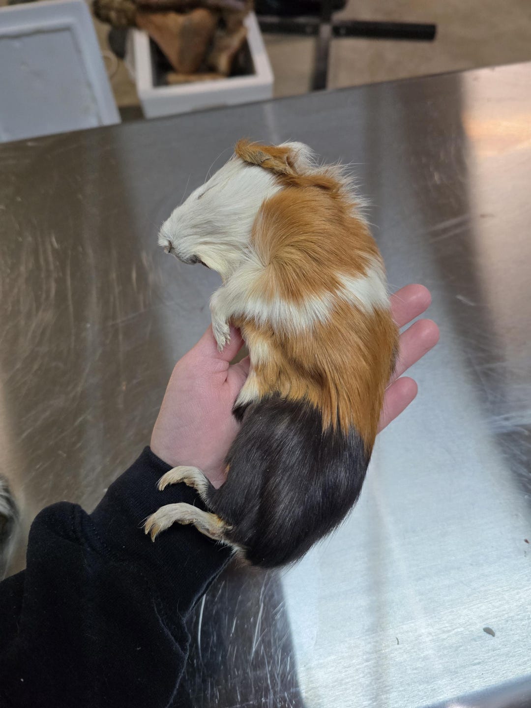 Mummified Guinea Pig - Taxidermy Guinea Pig, Deer Antlers, Taxidermy ...