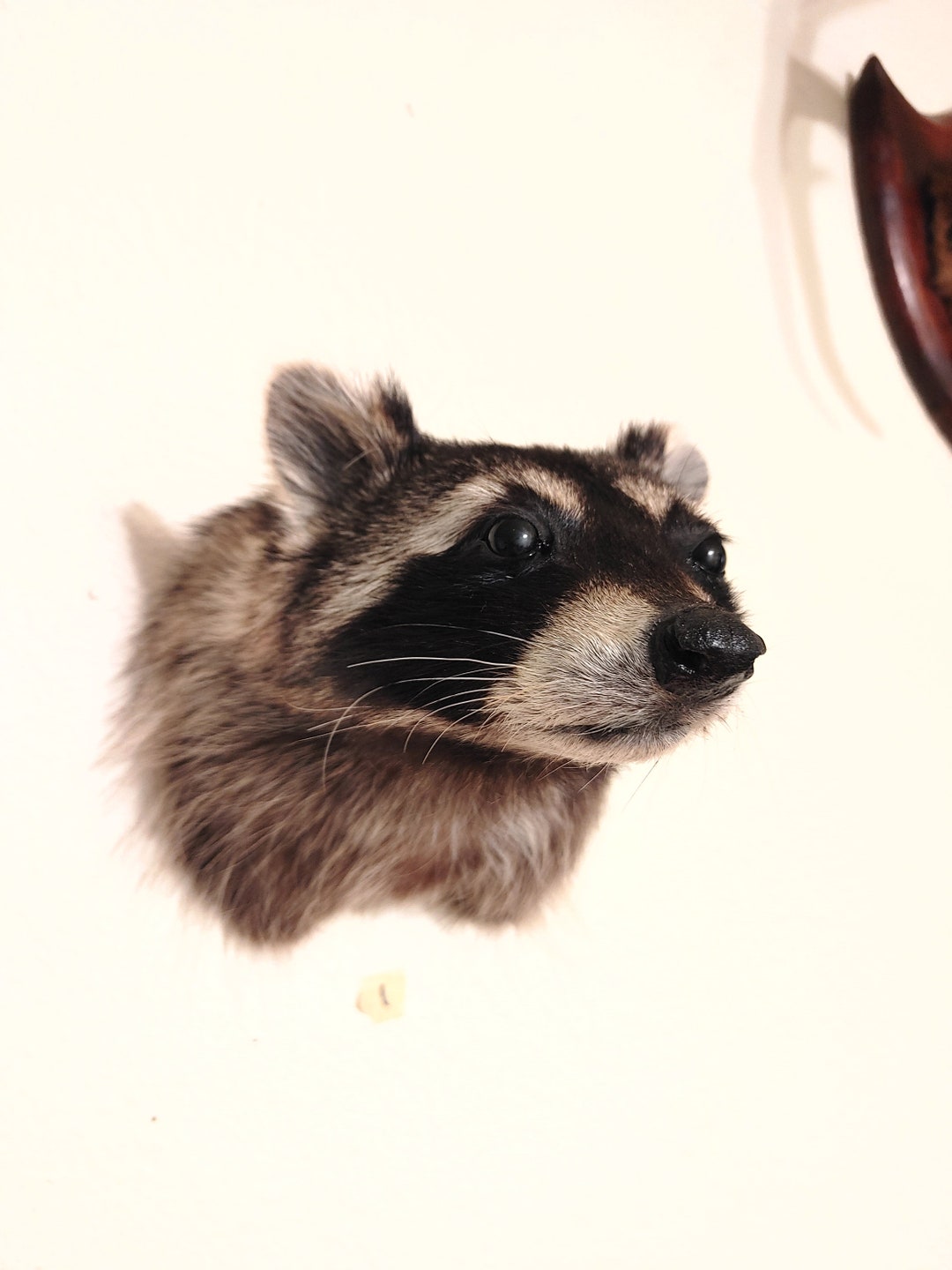 Raccoon Taxidermy Shoulder Mount Taxidermy Mount, Taxidermy Animal ...