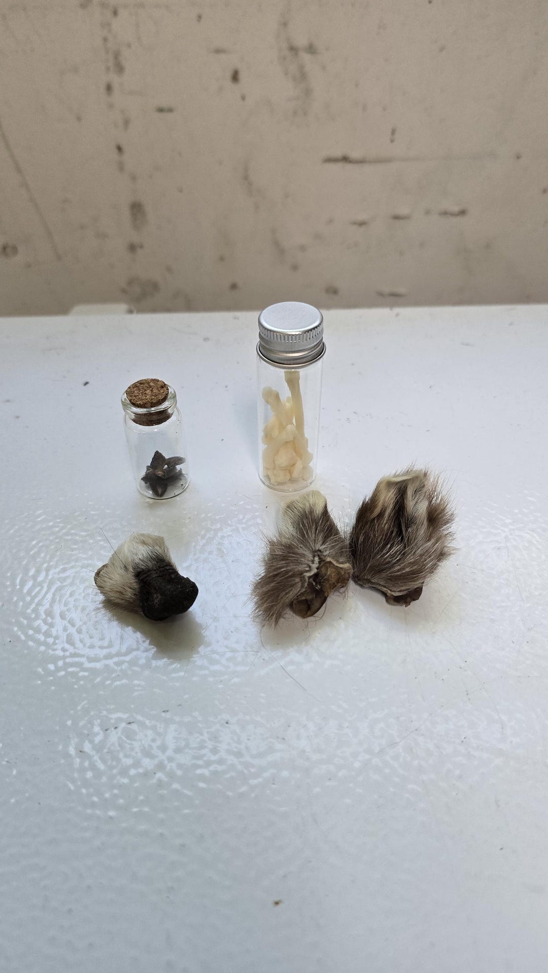 Coati Coatimundi Bits Specimen Lot - Taxidermy Coati, Coati Skull ...