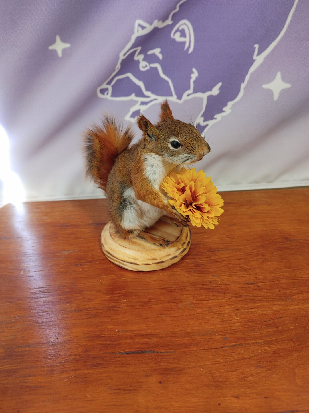 Red Squirrel Taxidermy Lifesize Mount Taxidermy Mount - Etsy