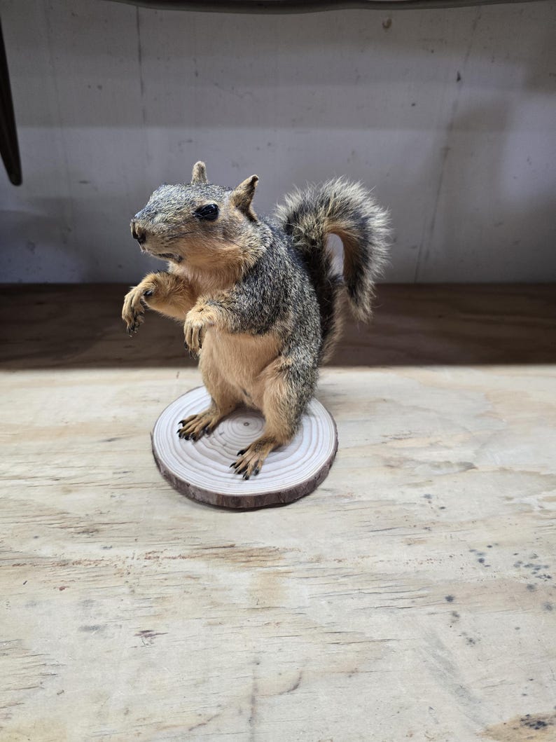 Taxidermy Fox Squirrel Lifesize Mount Squirrel Skull, Stuffed Squirrel ...