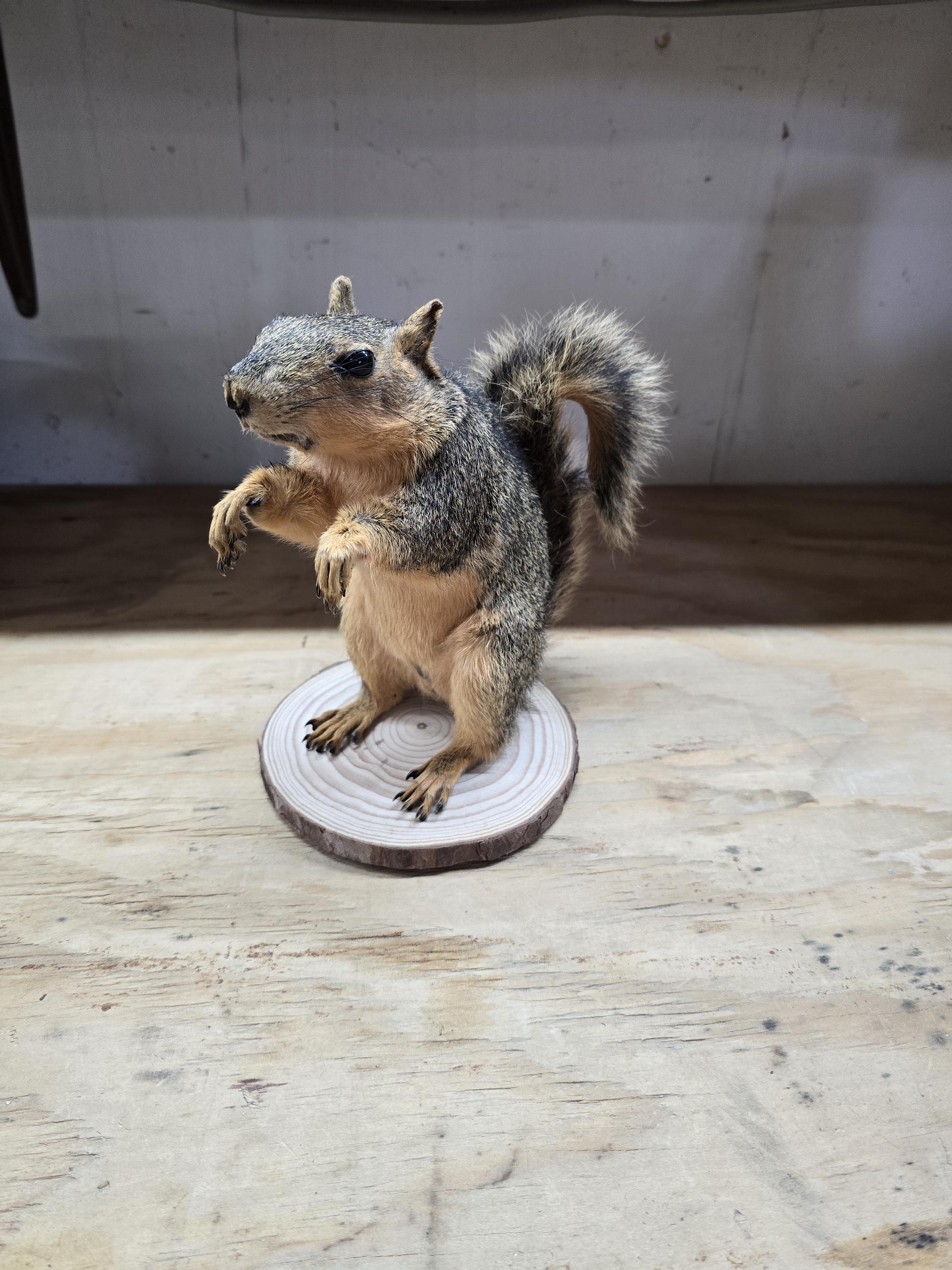 Taxidermy Fox Squirrel Lifesize Mount Squirrel Skull, Stuffed Squirrel ...
