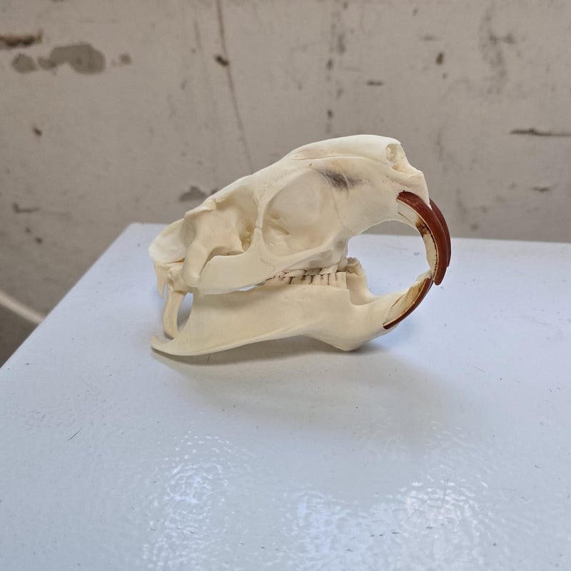 MysticTaxidermy - Etsy