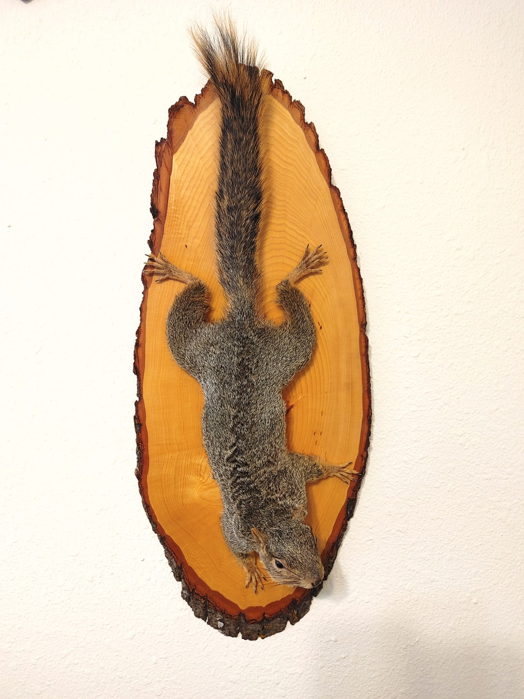 Fox Squirrel Taxidermy Lifesize Mount Taxidermy Mount, Taxidermy Animal ...