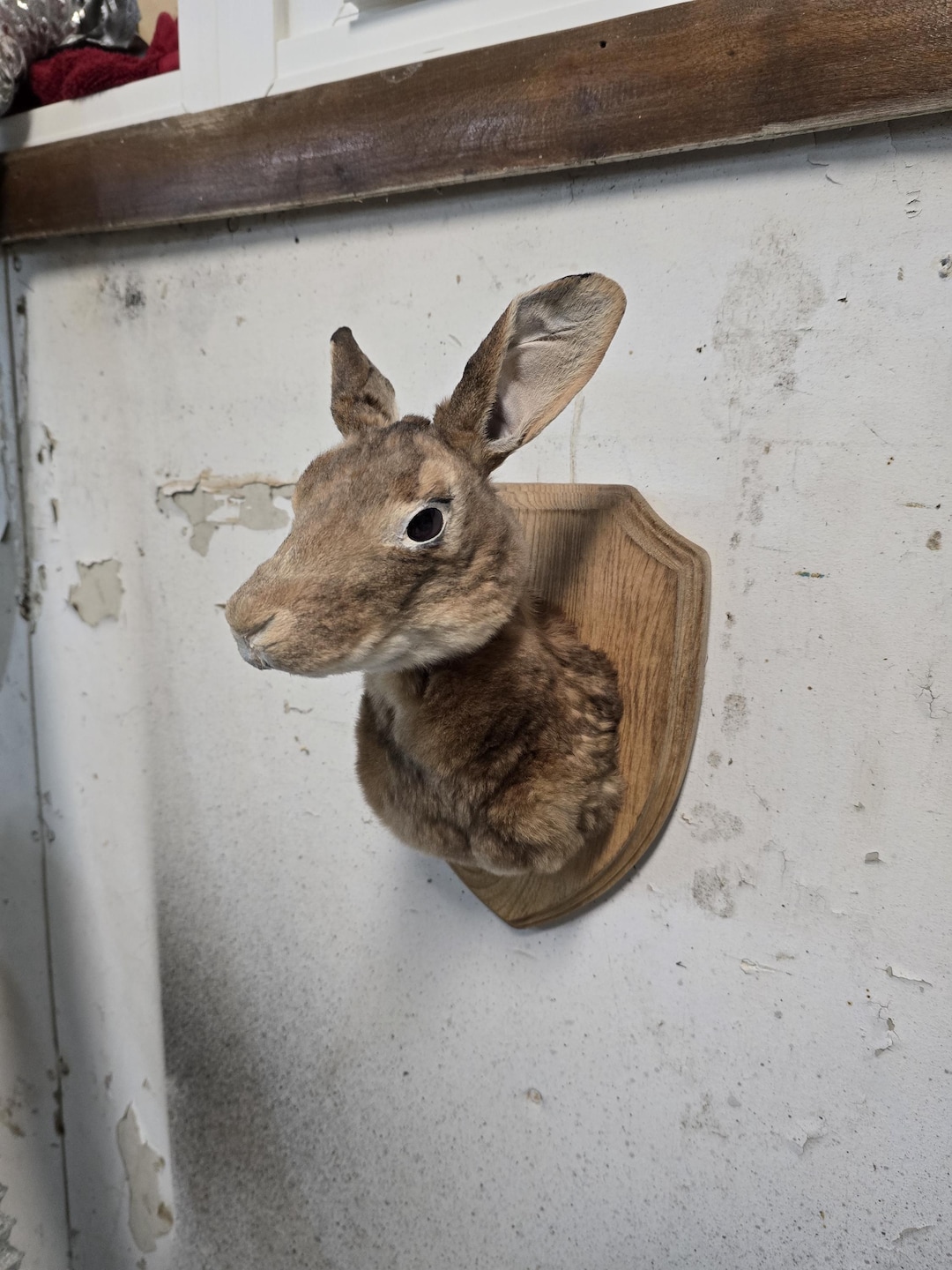 Large Taxidermy Rabbit Shoulder Mount Rabbit Skull, Taxidermy Bunny ...