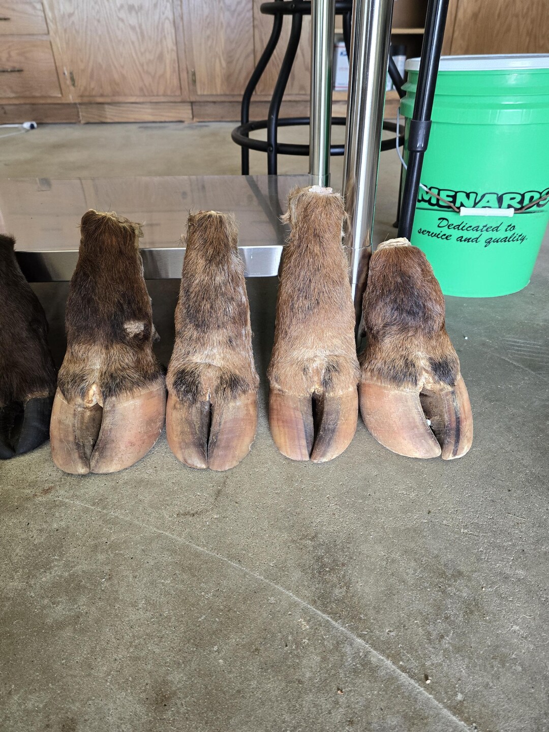 Freeze Dried Bull Feet (for One) - Taxidermy Bull, Deer Antlers ...