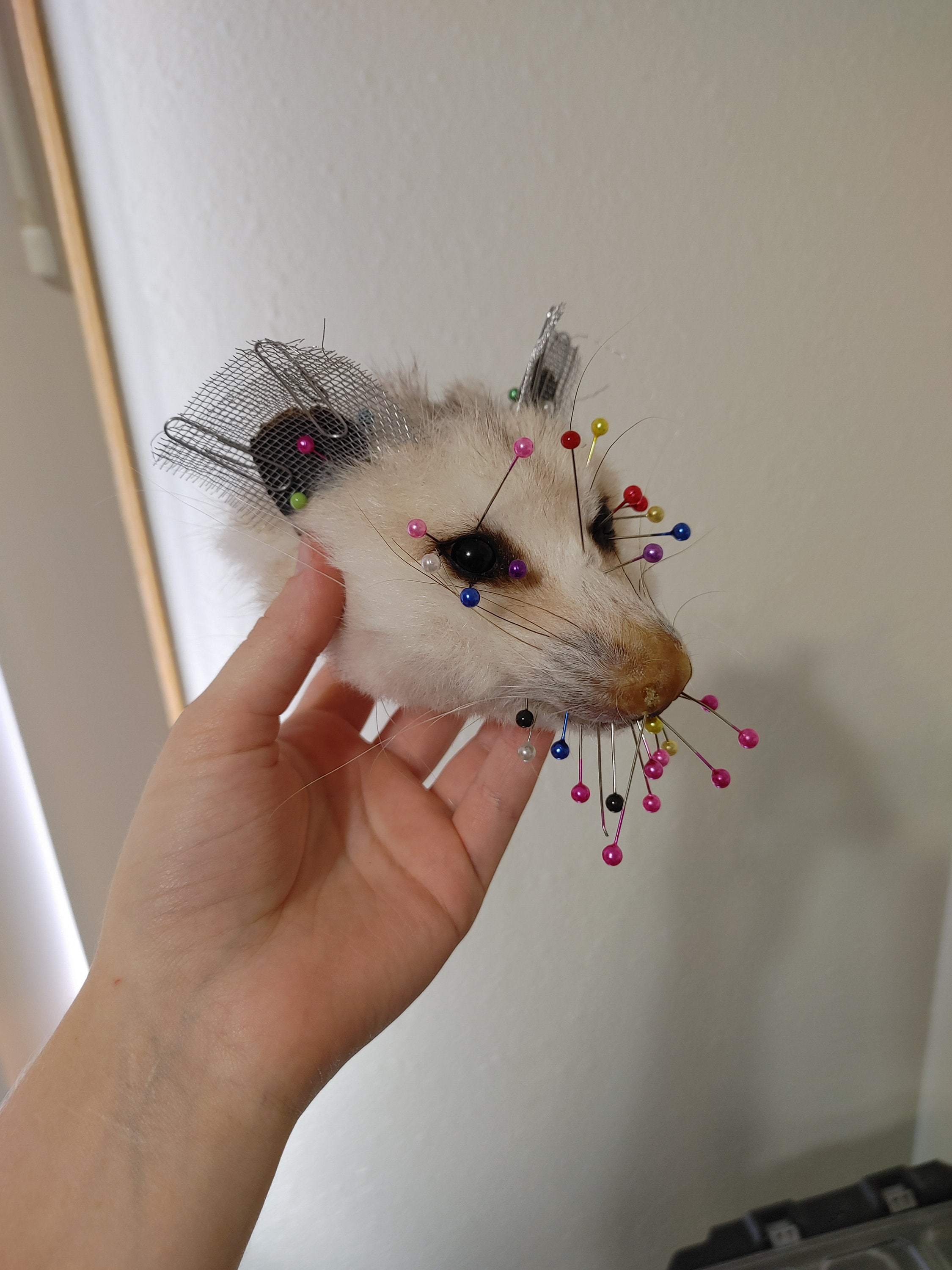 Possum Head Forms Mystic Taxidermy Exclusive - Etsy