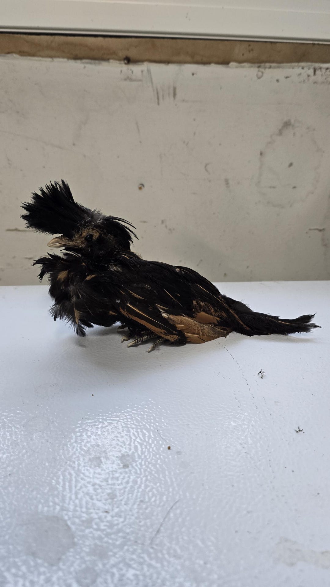 Mummified Chicken - Taxidermy Chick, Deer Antlers, Taxidermy Craft ...
