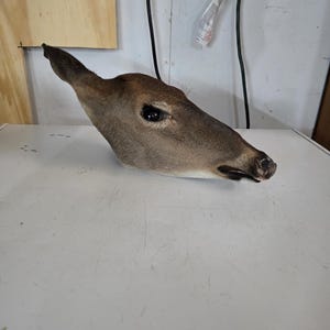 Mummified Doe Head Taxidermy Deer, Deer Antlers, Taxidermy Craft ...