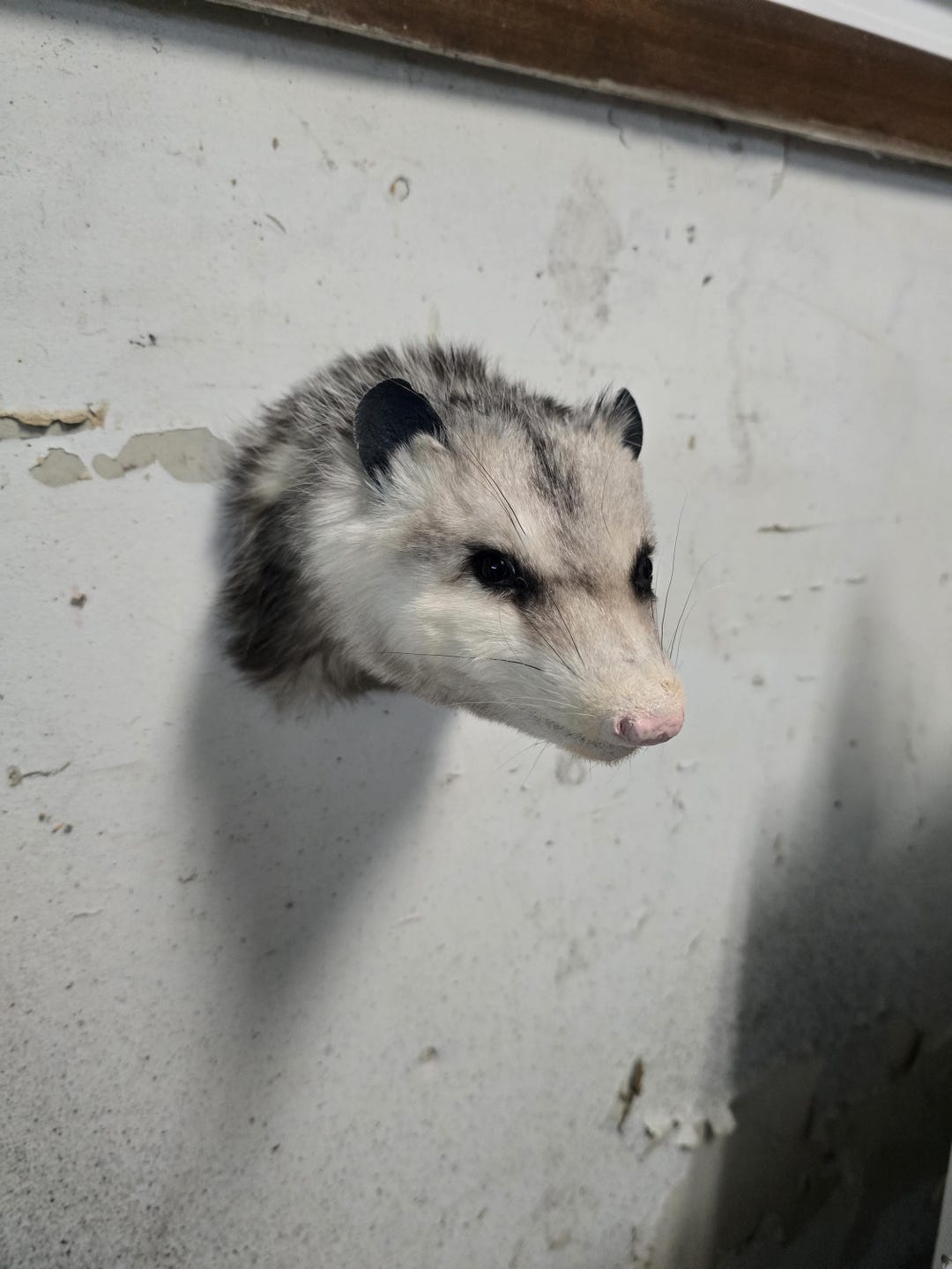 Possum Taxidermy Shoulder Mount - Taxidermy Mount, Taxidermy Animal ...