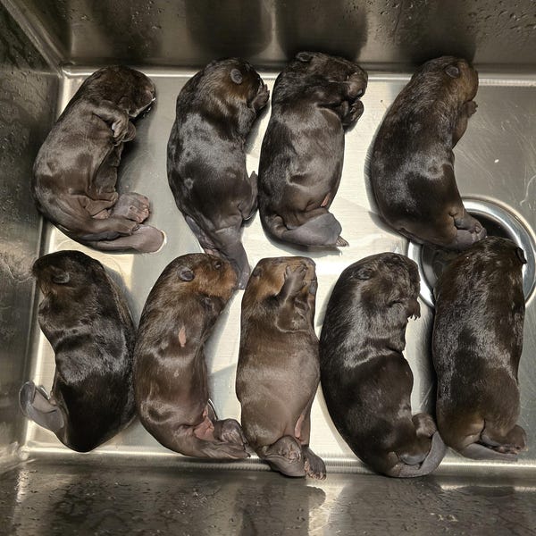 Wet Specimens - Etsy