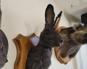 Taxidermy Rabbit Mount - Etsy