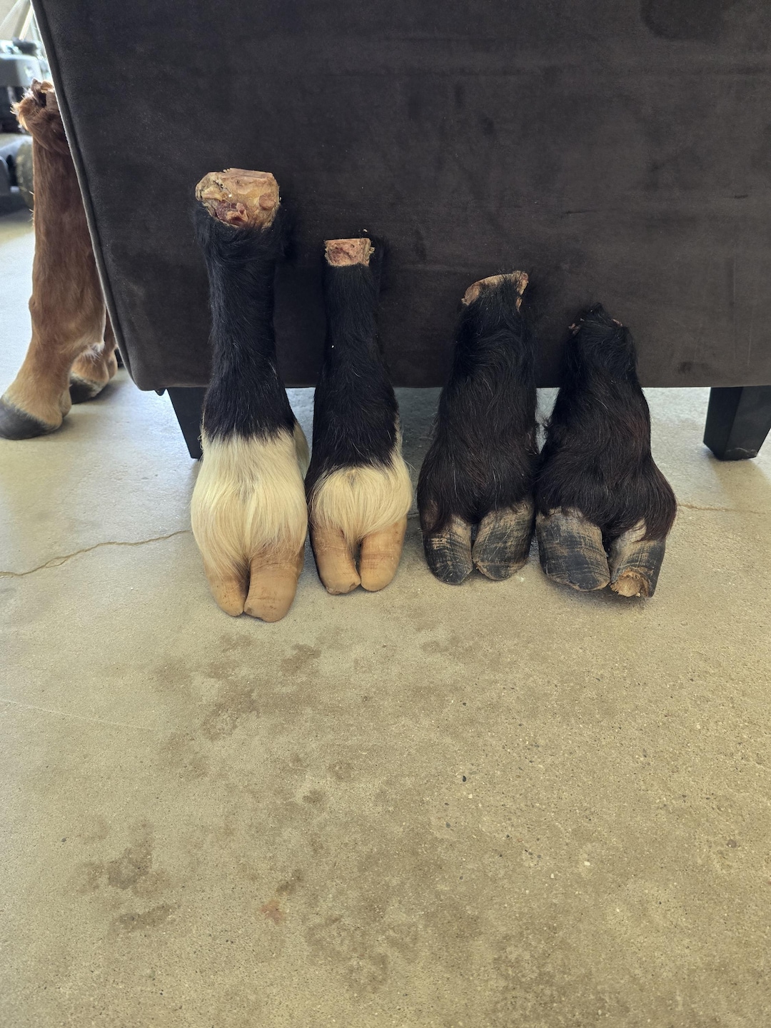 Freeze Dried Yak Feet (for One) - Taxidermy Yak, Deer Antlers ...