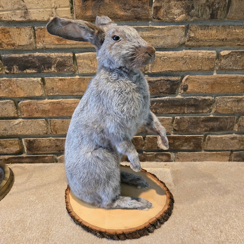 MysticTaxidermy - Etsy