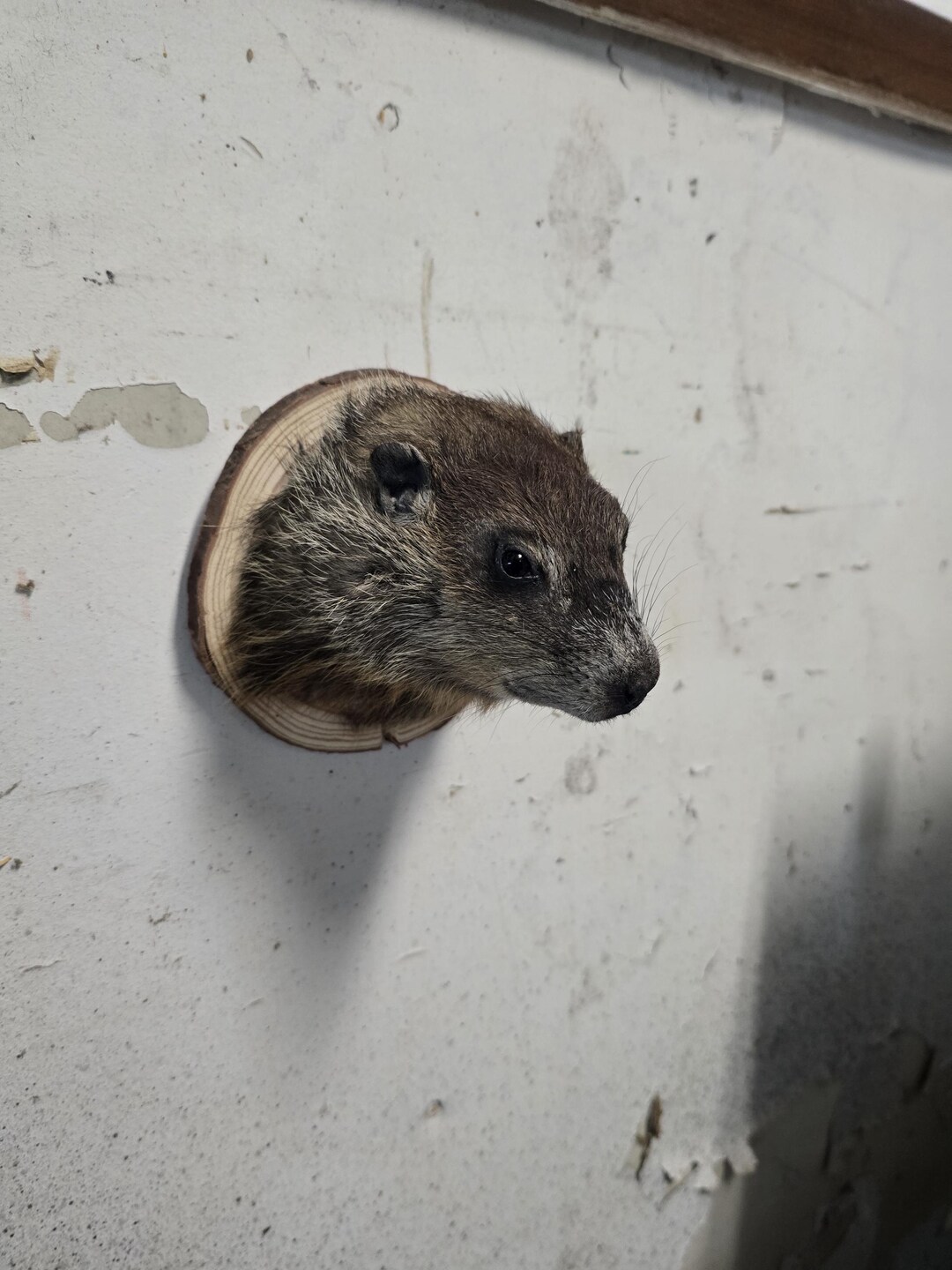 Groundhog Taxidermy Shoulder Mount Taxidermy Mount, Taxidermy Animal ...