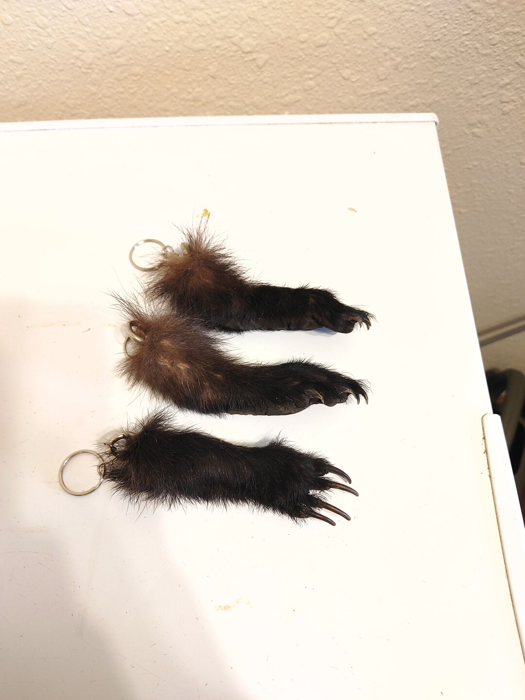 Coati Coatimundi Foot Keychain - Mummified Coati Feet, Taxidermy ...